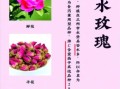 玫瑰花有哪些用途_玫瑰花可以做什么