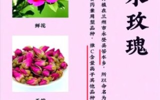 玫瑰花有哪些用途_玫瑰花可以做什么