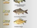 鲫鱼图片大全哪里找_鲫鱼品种如何区分