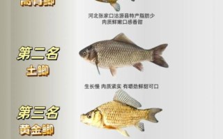 鲫鱼图片大全哪里找_鲫鱼品种如何区分