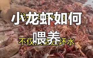 龙虾养殖技术_龙虾养殖常见问题