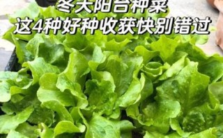 冬天适合种什么蔬菜_冬天阳台种菜推荐
