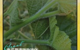 南瓜叶能吃吗_南瓜叶怎么吃