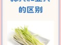 韭黄和蒜黄哪个好吃_口感区别与做法对比