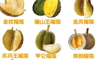 榴莲图片大全图片真实_如何辨别真假榴莲照片