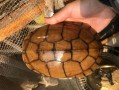 黄喉拟水龟能长多大_黄喉拟水龟最大能长多少厘米