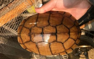 黄喉拟水龟能长多大_黄喉拟水龟最大能长多少厘米