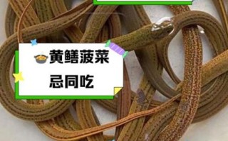 黄鳝不能和什么一起吃_黄鳝相克食物有哪些