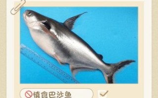 为什么有人说巴沙鱼不能吃_巴沙鱼到底能不能吃