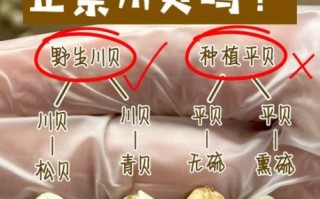 川贝副作用有哪些_川贝禁忌人群