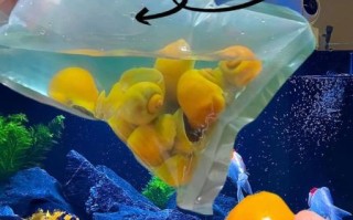 黄螺养殖技术_黄螺养殖利润怎么样