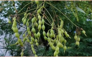 国槐和刺槐的区别_国槐刺槐哪个好