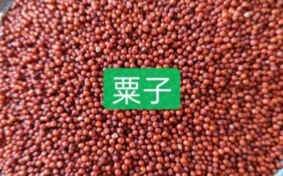 粟米粉怎么做_粟米粉做法大全