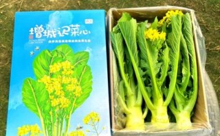 迟菜心和菜心的区别_哪个更好吃