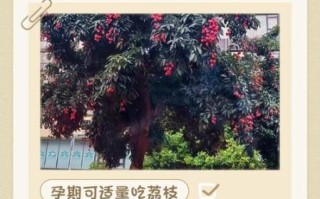 孕妇可以吃荔枝吗晚期_孕晚期吃荔枝注意事项