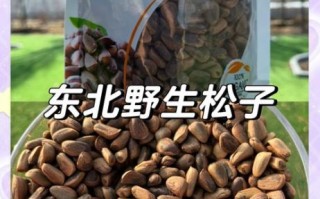 松子多少钱一斤_松子怎么挑选