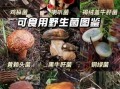 野生蘑菇的功效与作用_野生蘑菇怎么吃才安全