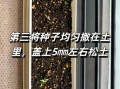 十香菜什么时候种_十香菜种植方法