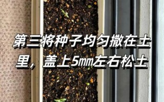 十香菜什么时候种_十香菜种植方法