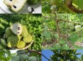 番荔枝什么时候成熟_番荔枝成熟时间