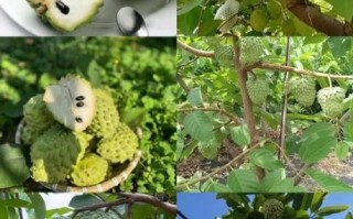 番荔枝什么时候成熟_番荔枝成熟时间