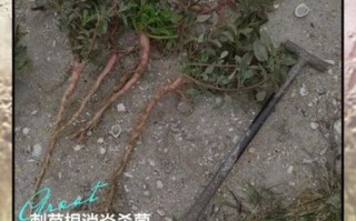 野苋菜根怎么吃_野苋菜根的功效与作用