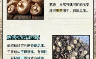 冬菇图片长什么样_如何分辨冬菇与香菇