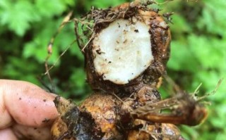 土茯苓的功效与作用及禁忌_土茯苓怎么吃才安全