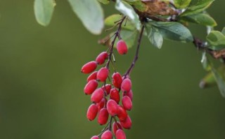 吴茱萸图片大全大图_吴茱萸长什么样