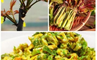 香椿鸡蛋怎么做_香椿鸡蛋的做法窍门