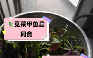 通菜不能和什么一起吃_通菜相克食物有哪些