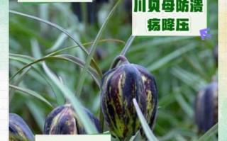 贝母的功效与作用_贝母的禁忌有哪些