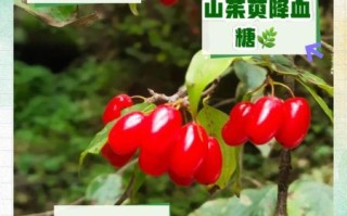 山萸的功效与作用_山萸肉怎么吃效果最好