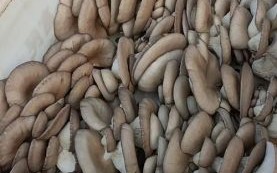 平菇图片怎么区分品种_平菇图片高清细节怎么看