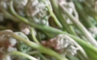 龙爪菜是什么_龙爪菜怎么吃