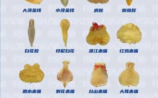 花胶是什么东西的产物_花胶和鱼鳔的关系