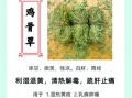 鸡骨草女人多喝好不好_长期饮用副作用