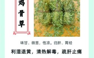 鸡骨草女人多喝好不好_长期饮用副作用