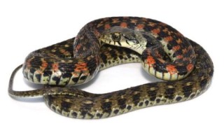 野鸡脖子蛇追人怎么办_野鸡脖子蛇有毒吗