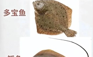 海里有哪些常见鱼类_深海鱼类名称大全