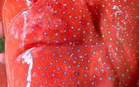 东星斑多少钱一斤2020_东星斑价格为什么贵