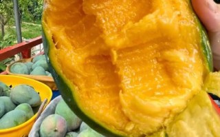 一个大芒果一般多少钱_一斤芒果价格是多少