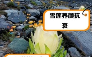 雪莲花怎么加工_雪莲花加工方法有哪些