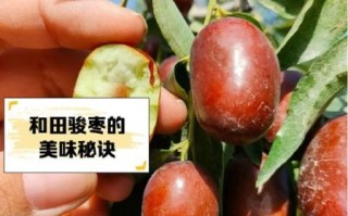 枣子种类大全_哪个品种最好吃