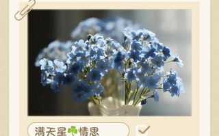 满天星花语是什么_满天星寓意有哪些