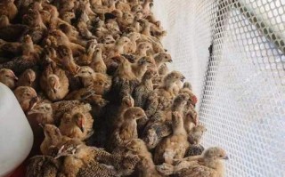 青脚麻鸡苗多少钱一只_青脚麻鸡苗怎么挑选