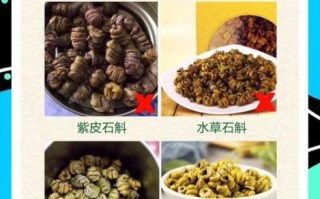 野生铁皮石斛图片_如何辨别真假