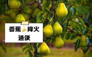 败火的水果有哪些_败火的食物吃什么最快