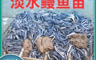 鳗鱼苗价格多少钱一斤_鳗鱼苗批发价格行情