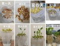 花生芽怎么发最快最好_花生芽快速发芽技巧